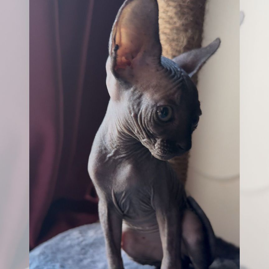 Канадский сфинкс котёнок