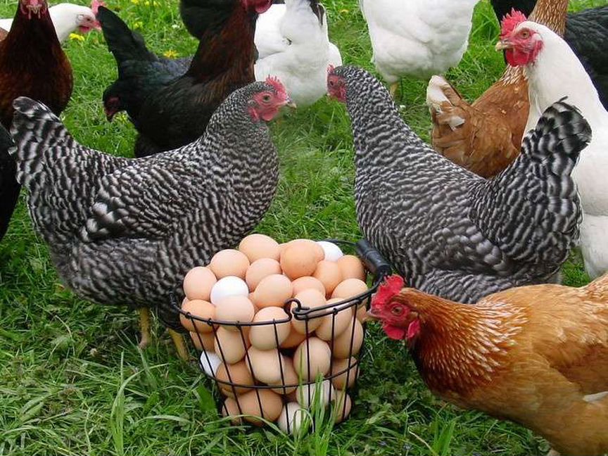 3 Куры несушки и петух