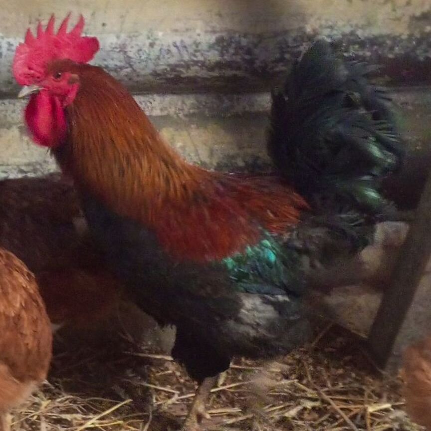 Молодые петухи