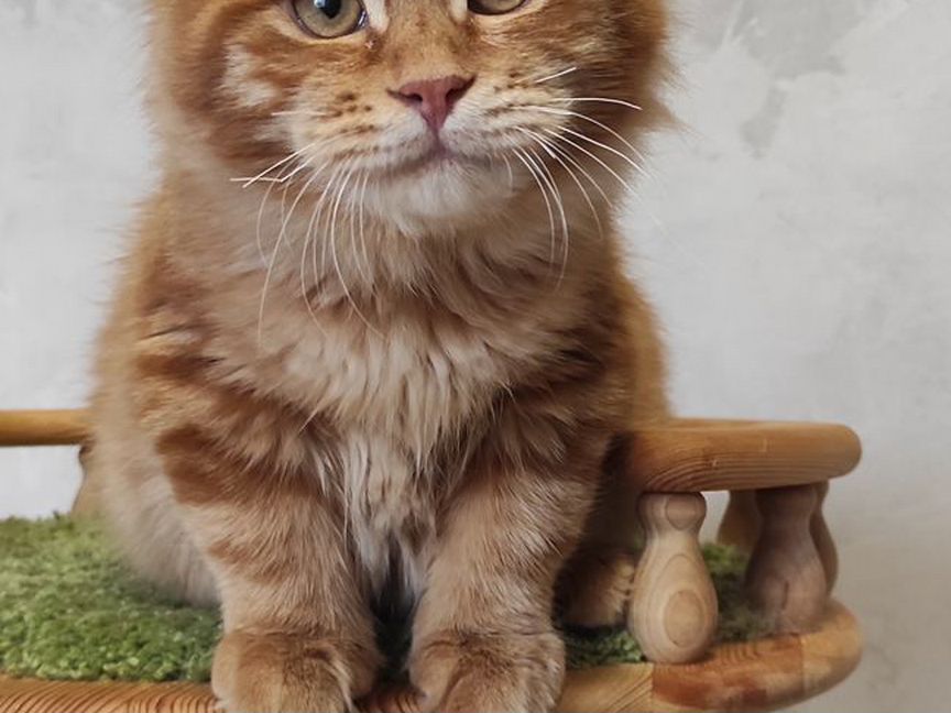 Курильские бобтейлы