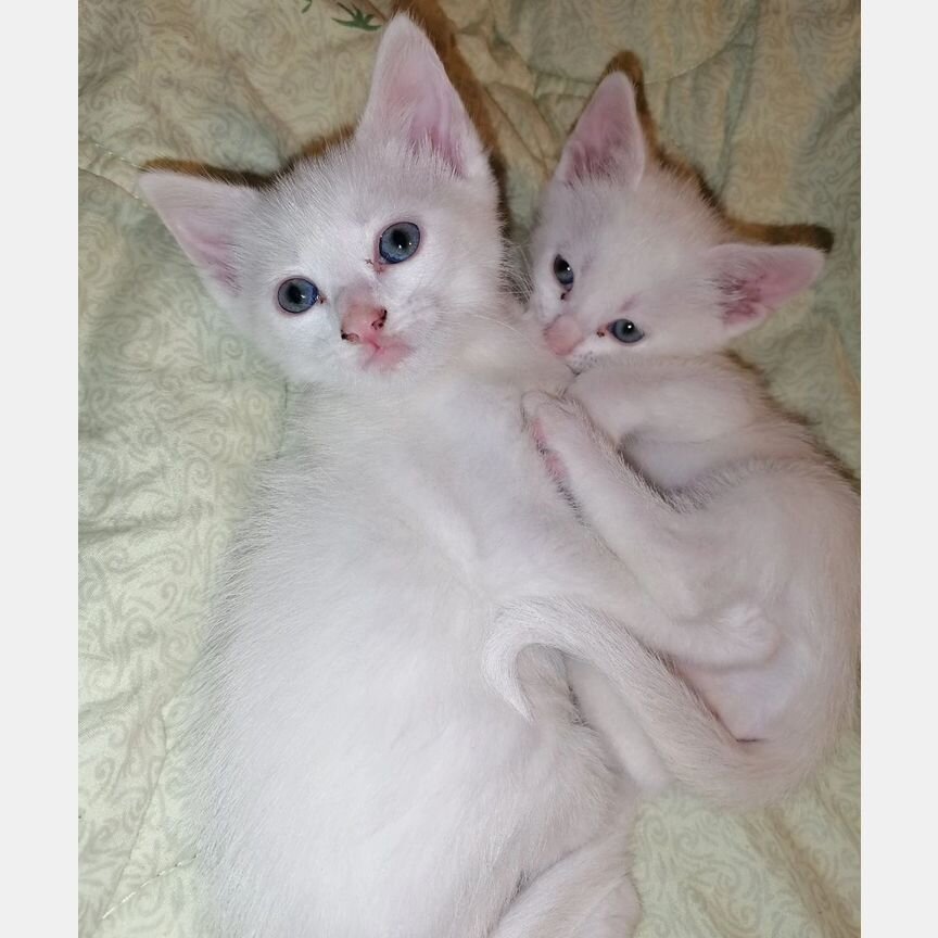 Котята британской породы. Белого цвета