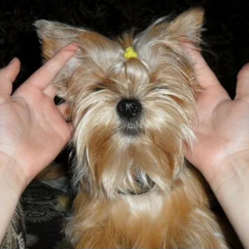 Йоркширский терьер 11 мес