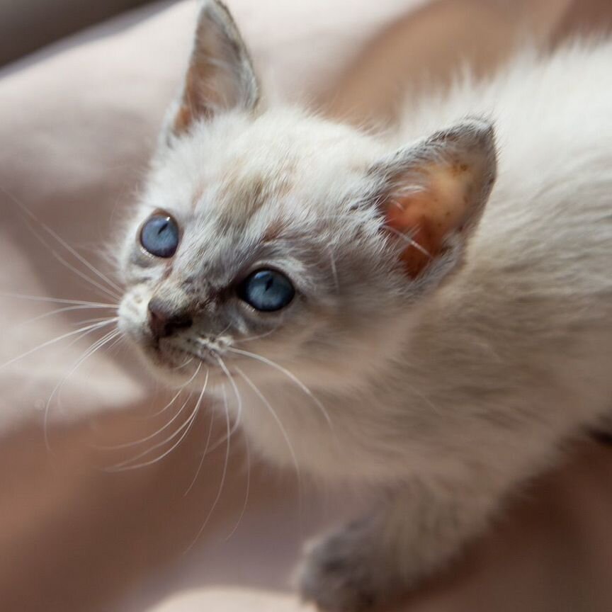Тайский котенок мальчик