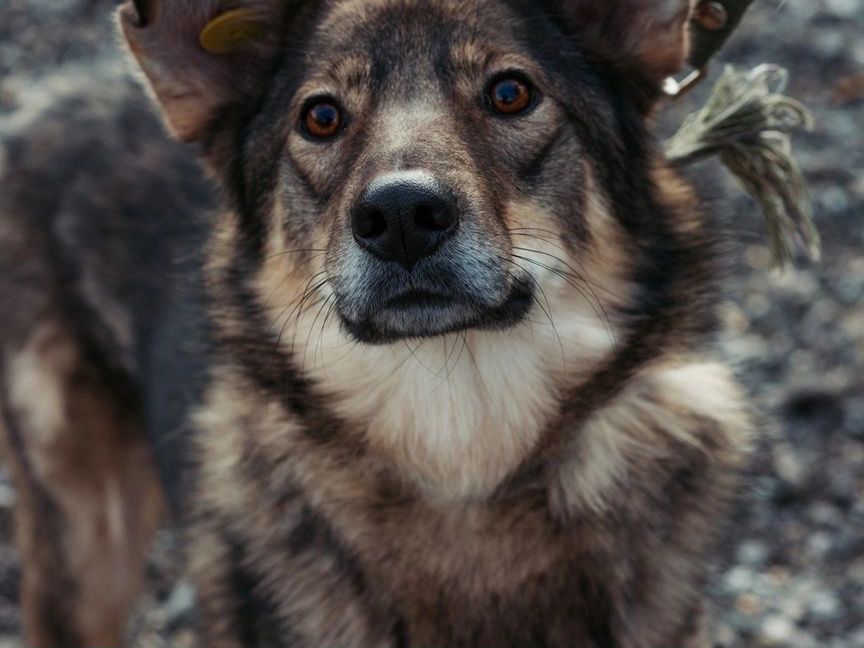 Собака Злата