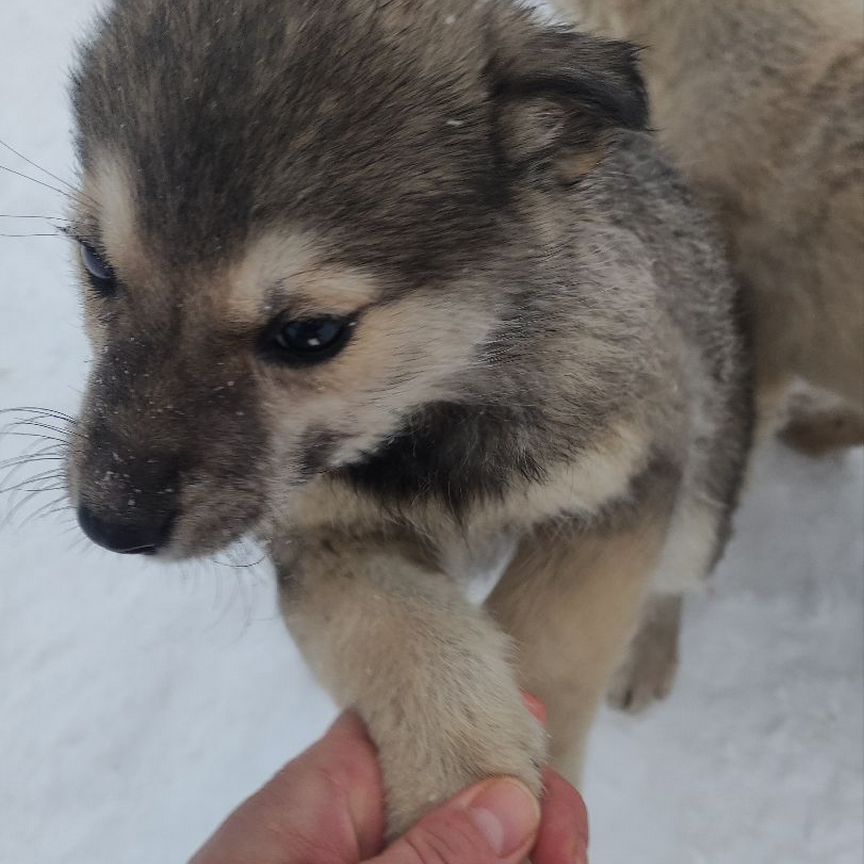 Щенок в добрые руки