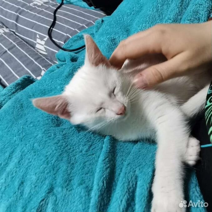 Котята котенка