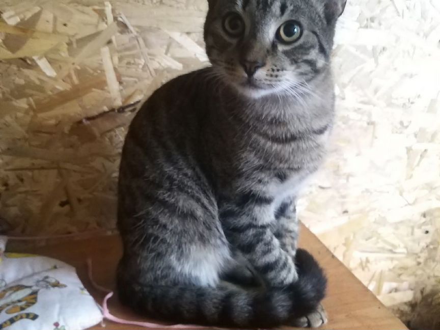 Котики из сгоревшего приюта ждут Вас