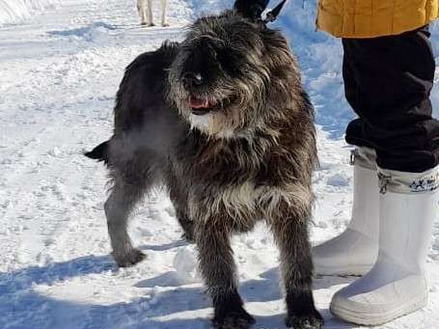 Стефания в добрые руки