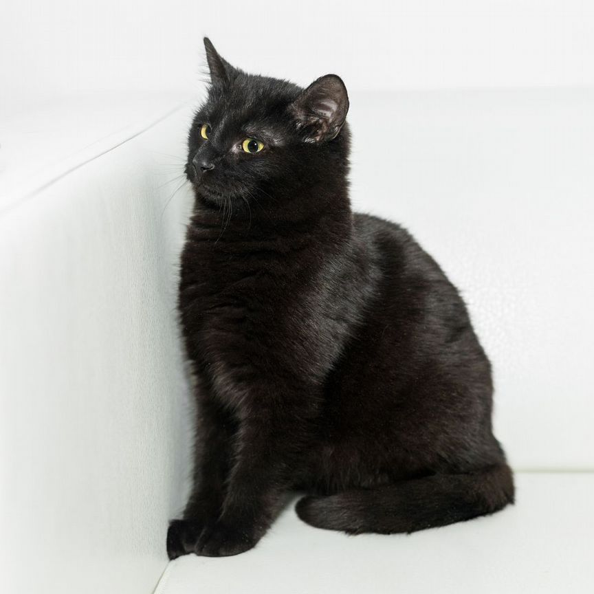 Котик в добрые руки