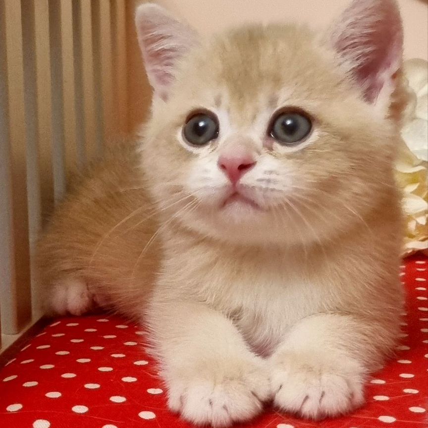 Манчкин котёнок