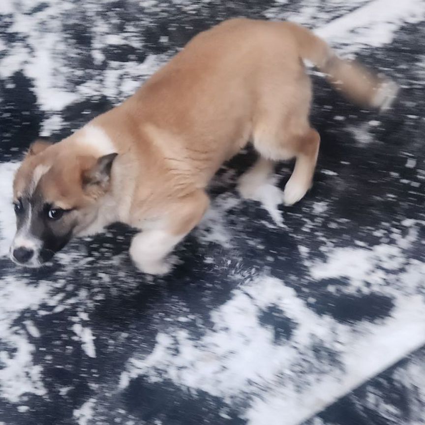 Щенок в добрые руки