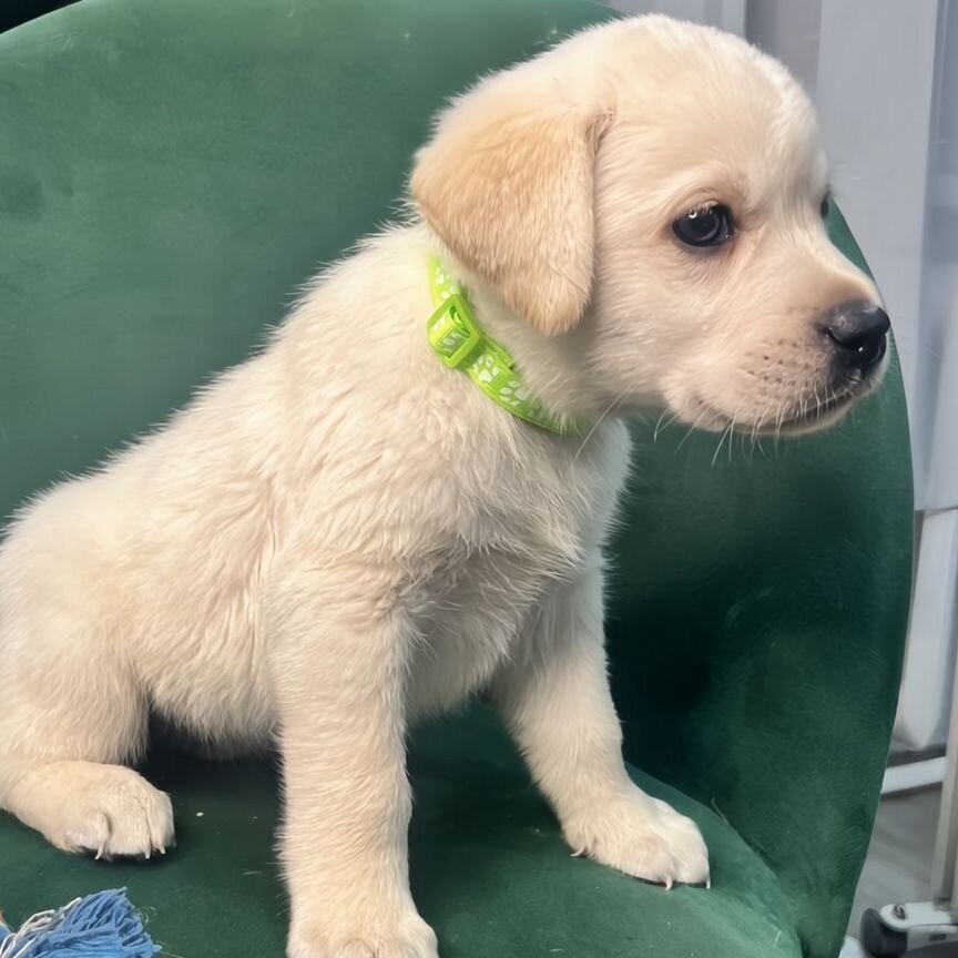 Лабрадор-ретривер, щенок