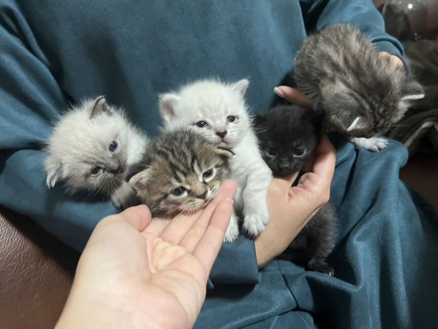 Котята в добрые руки