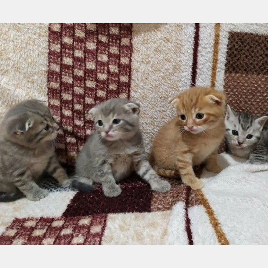 Котята вислоухие