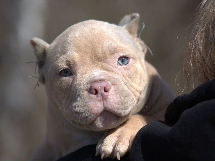 Американский булли экзот