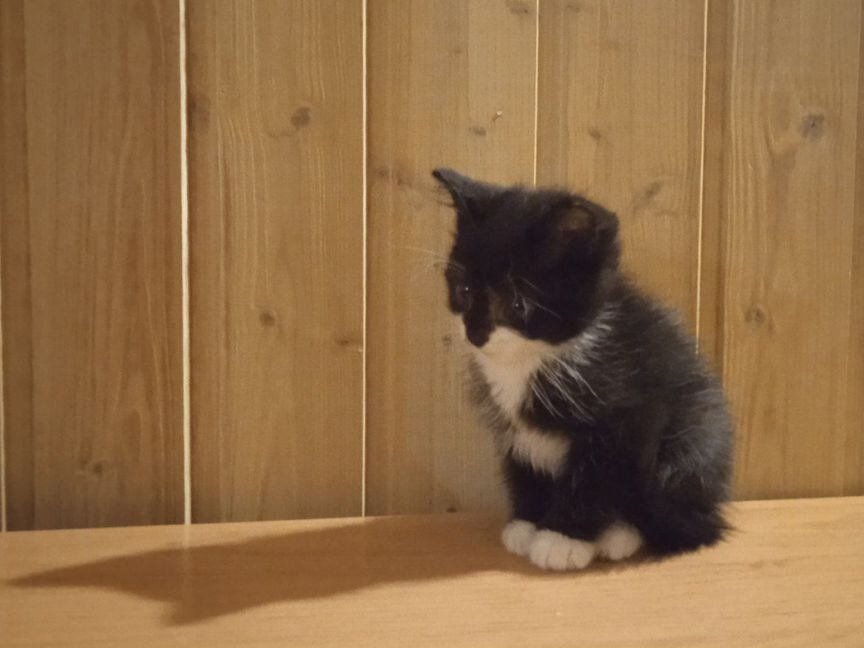 Котенок, девочка, 2 мес, в добрые руки