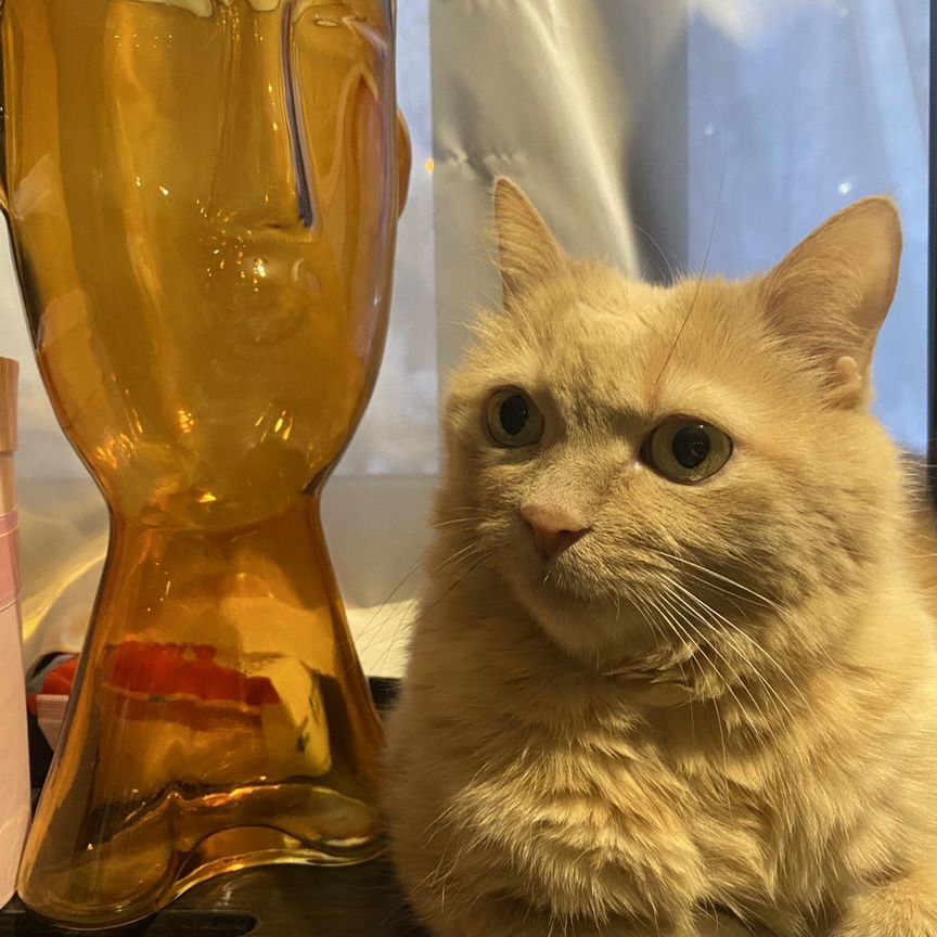 Кот Володя