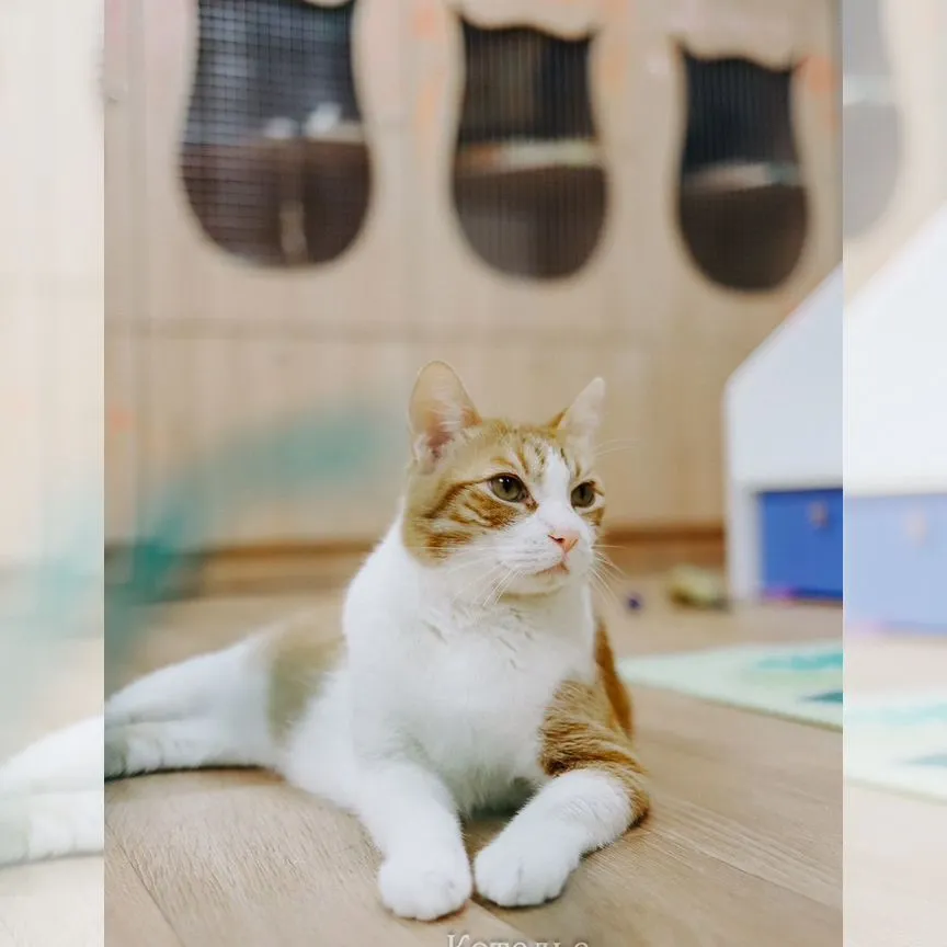 Кот и кошка