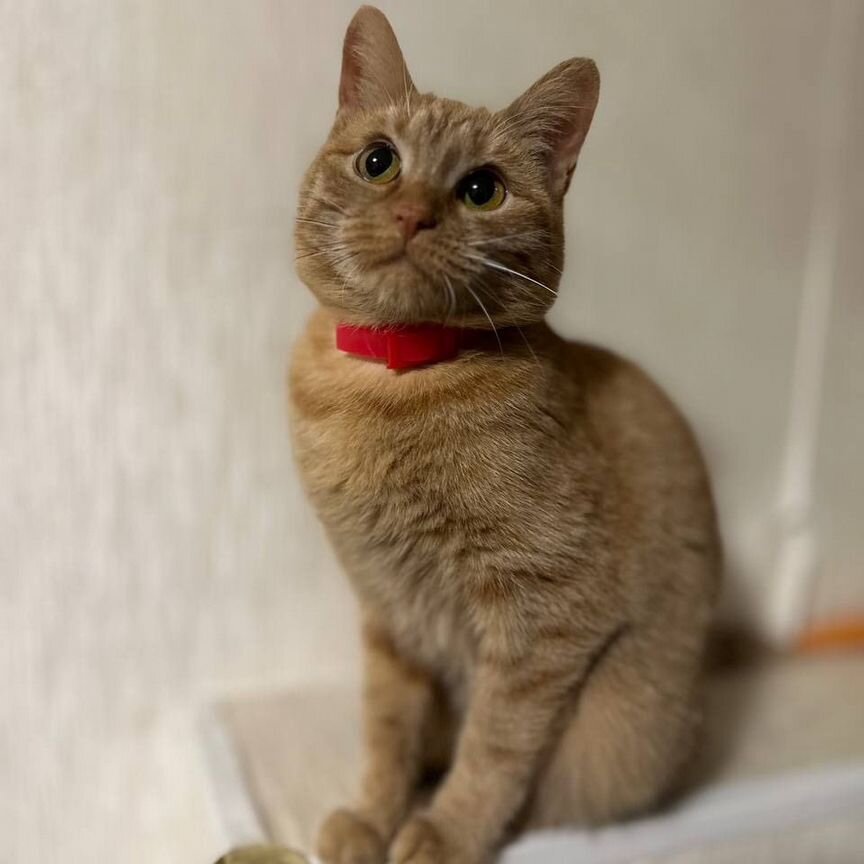 Тыква ищет дом