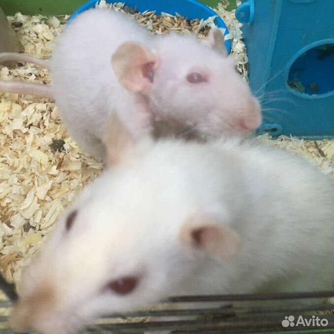 Крысы домашние