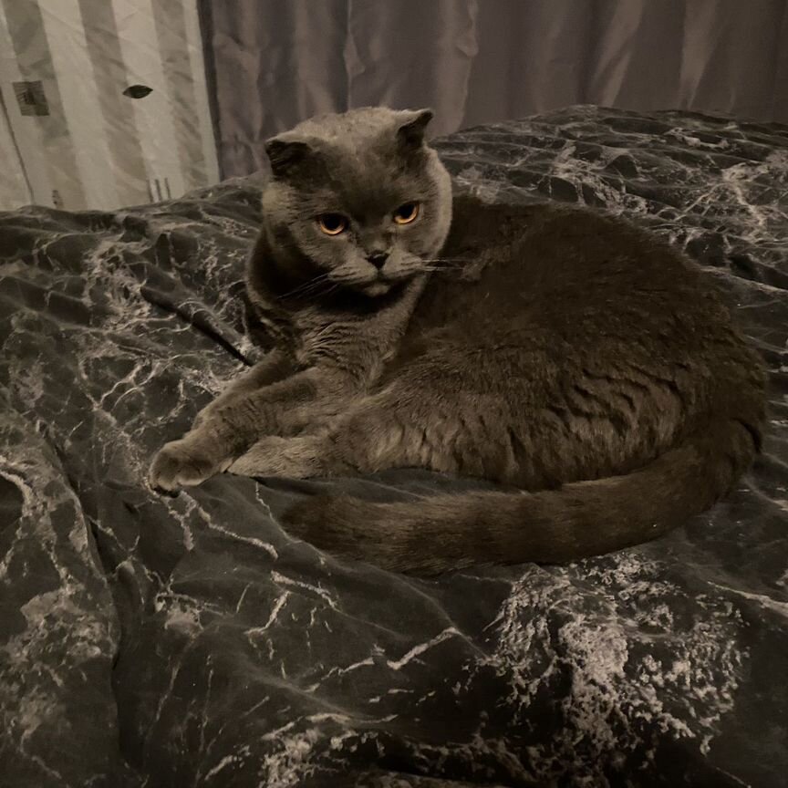 Отдам котика