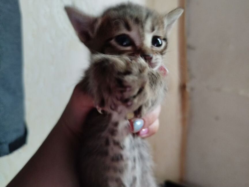 Отдам котят девочек тройняшек в добрые руки