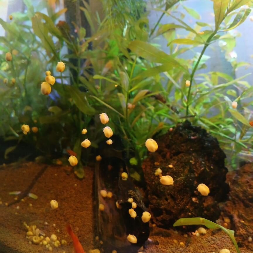 Ампулярии мелкие