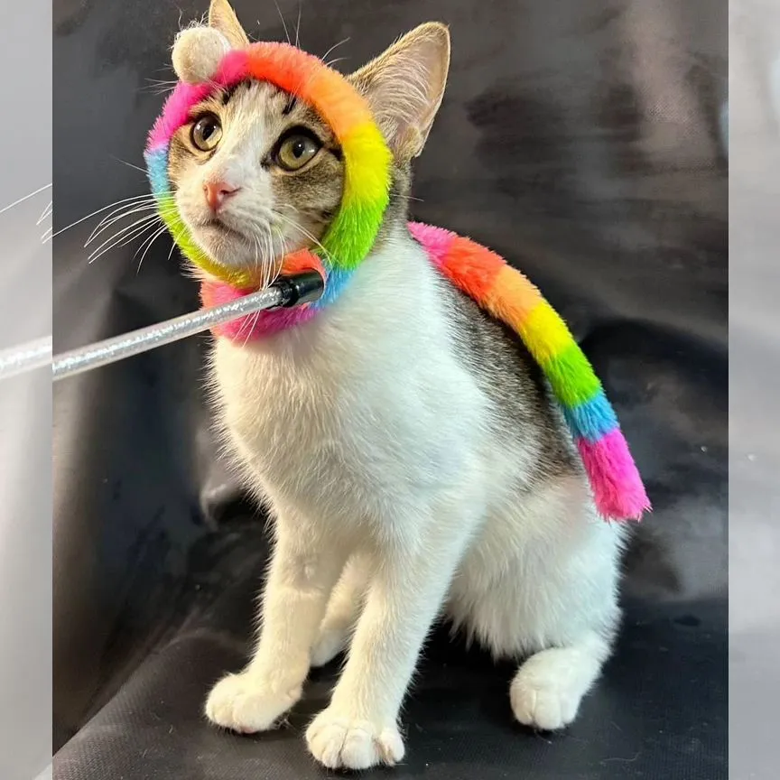 Котенок Сонечка