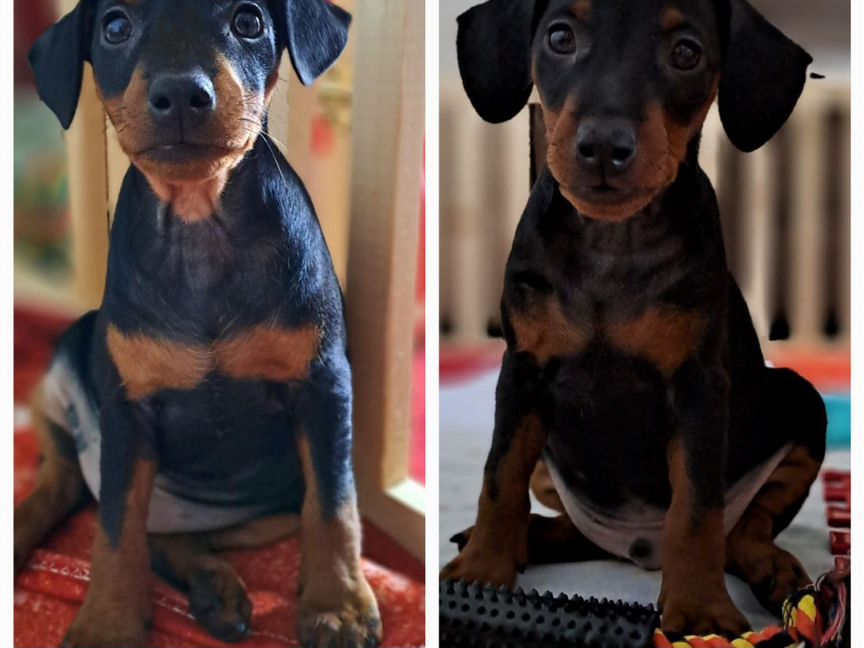 Цвергпинчер