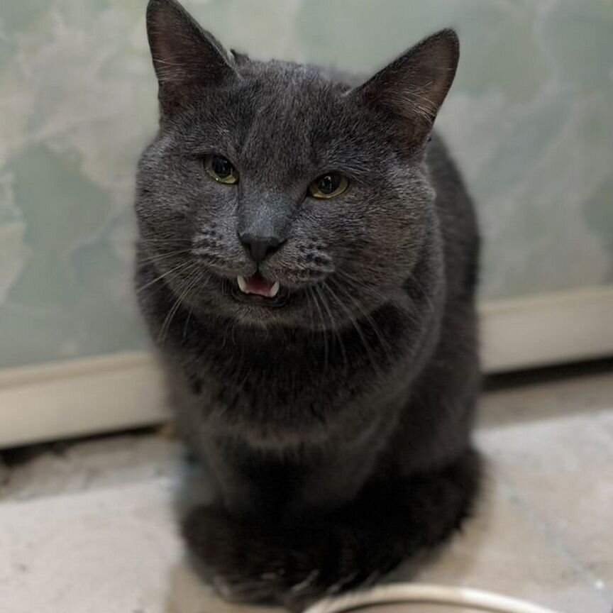 Британский короткошёрстный котёнок