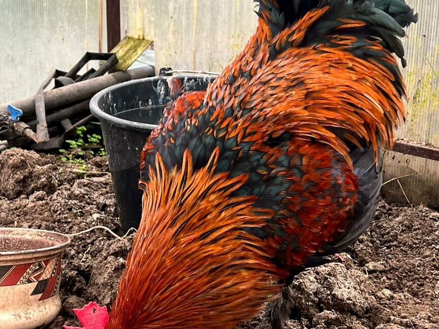 Продам породных кур