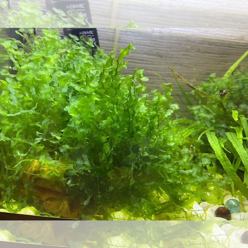 Аквариумное растение