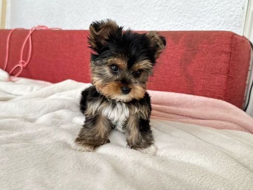 Щенки йоркширского терьера мини