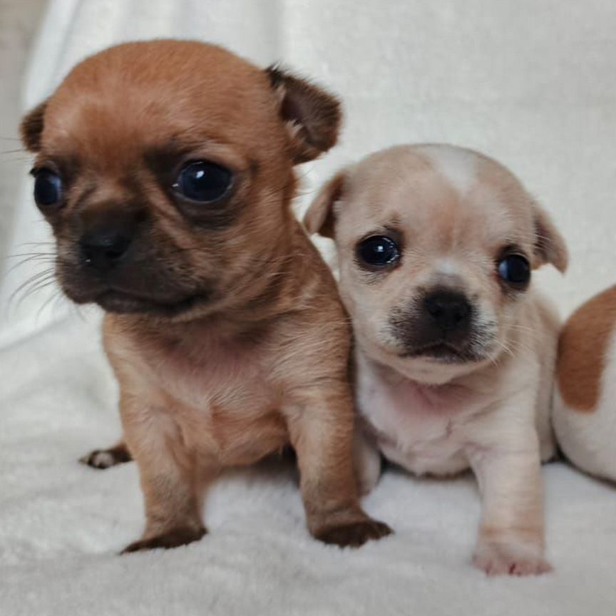 Чихуахуа, щенок