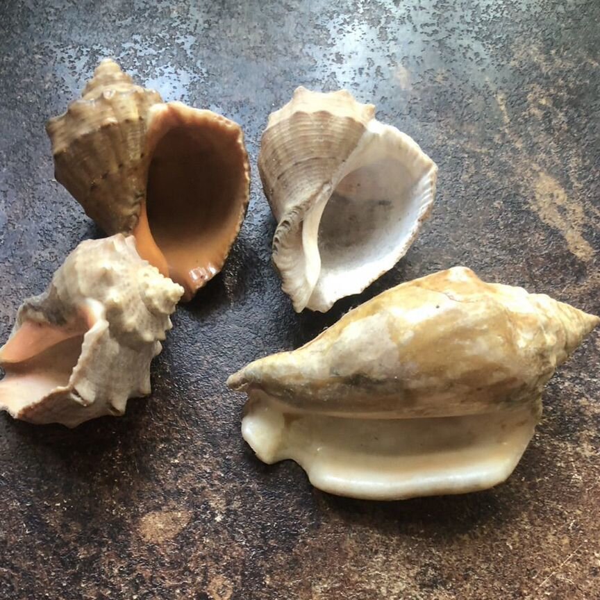 Раковина морская интерьерная доя аквариума