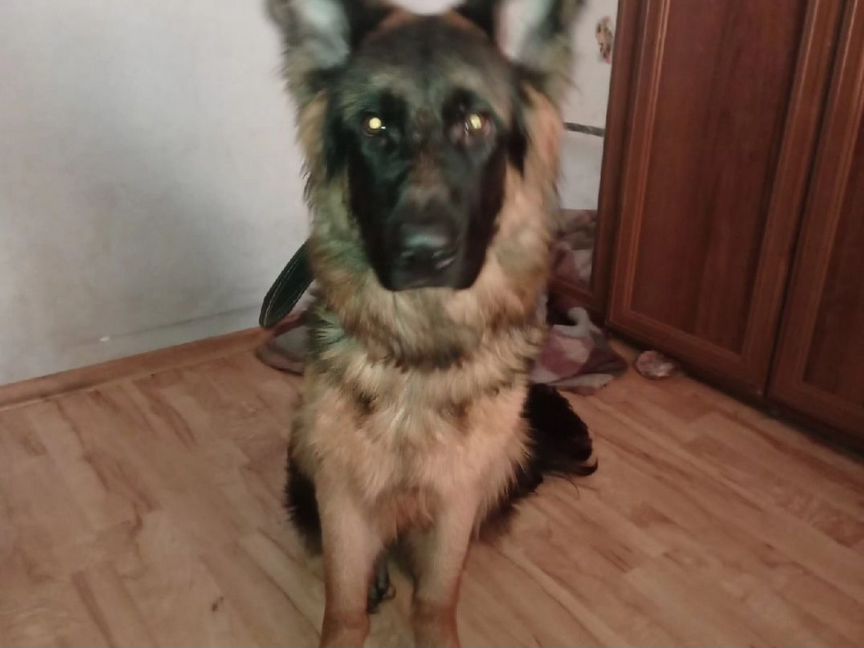 Немецкая овчарка в добрые руки