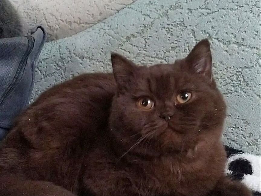Шоколадная кошечка подросток