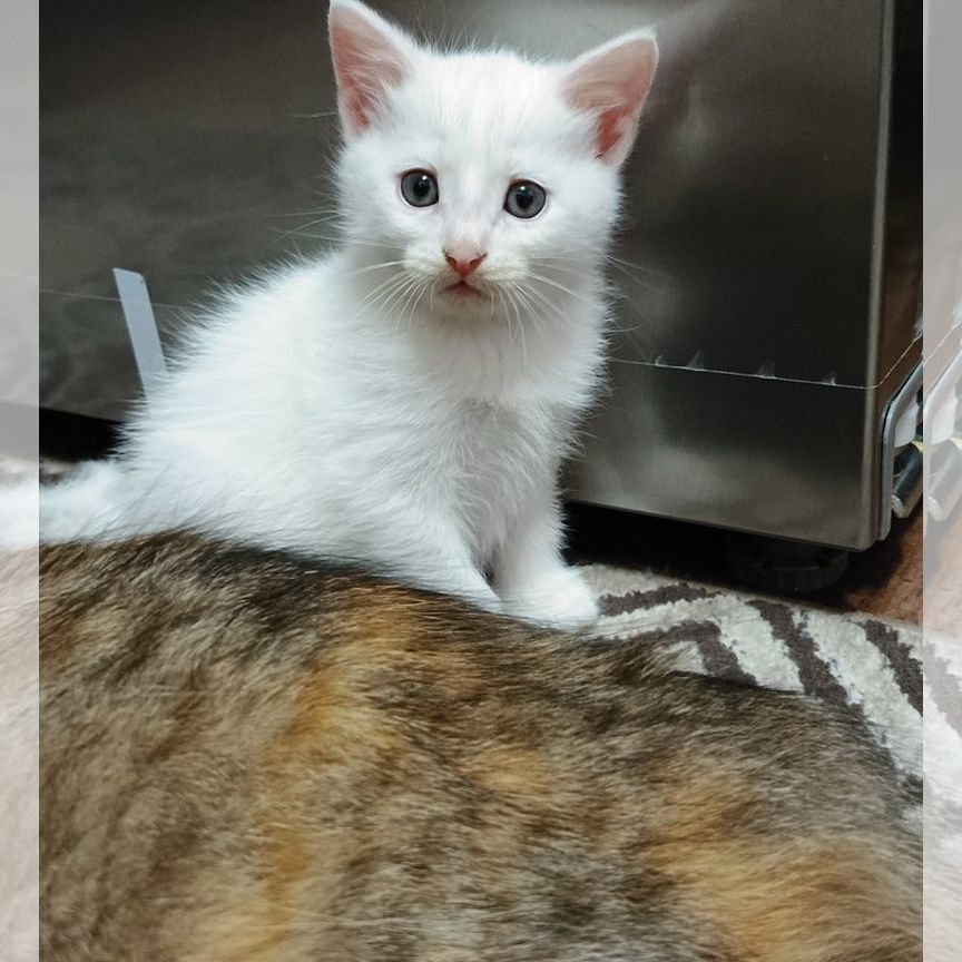 Котёнок от частного владельца