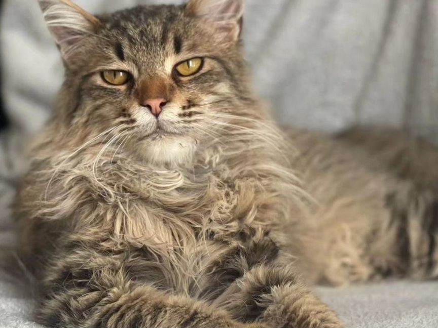 Метис мейн-куна в добрые руки