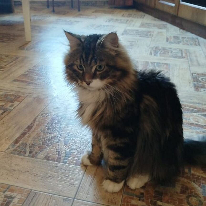 Котик в добрые руки