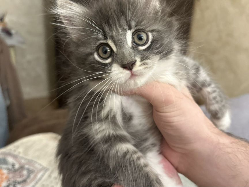 Сибирский котенок мальчик