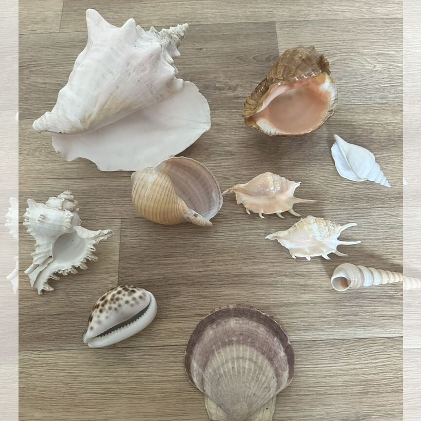 Морские ракушки раковины