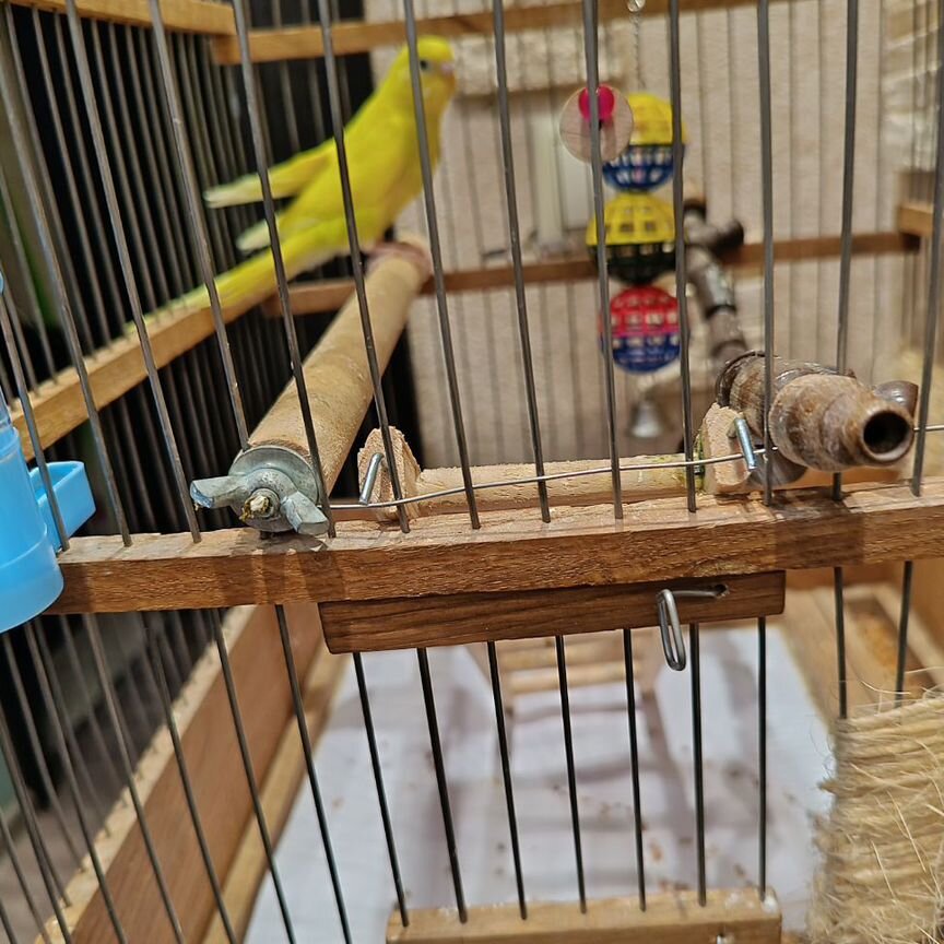 Волнистый попугай с клеткой