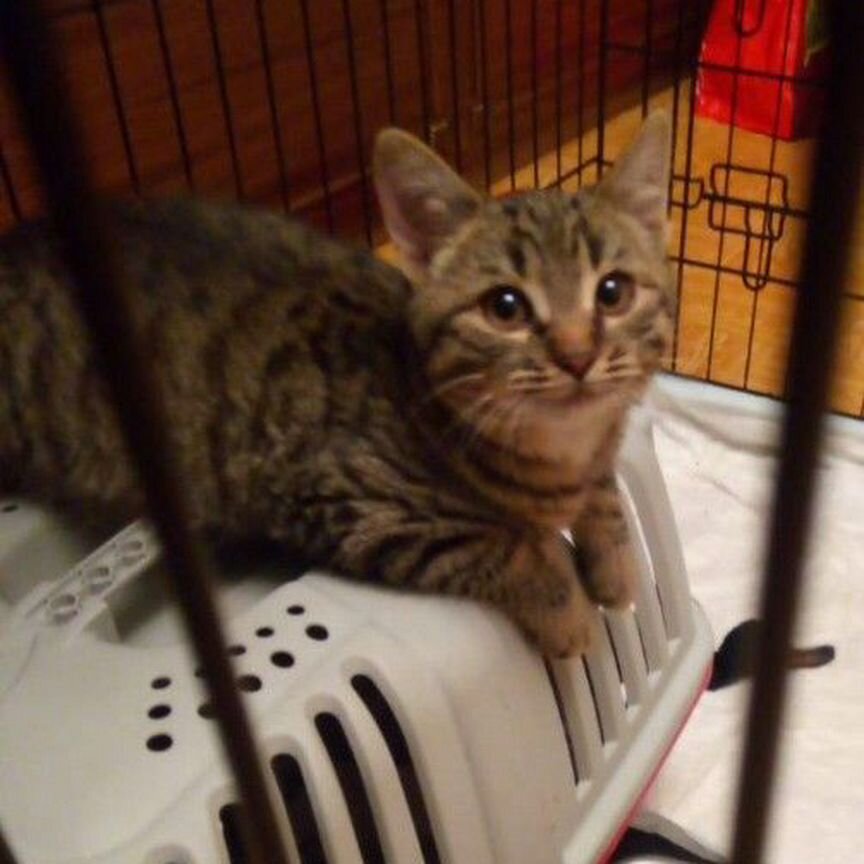 Котёнку негде жить