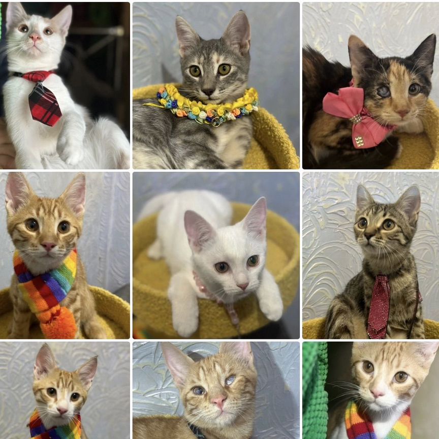 Котята мальчики