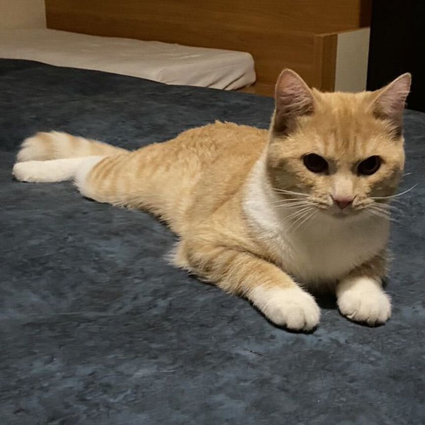 Взрослый кот в добрые руки