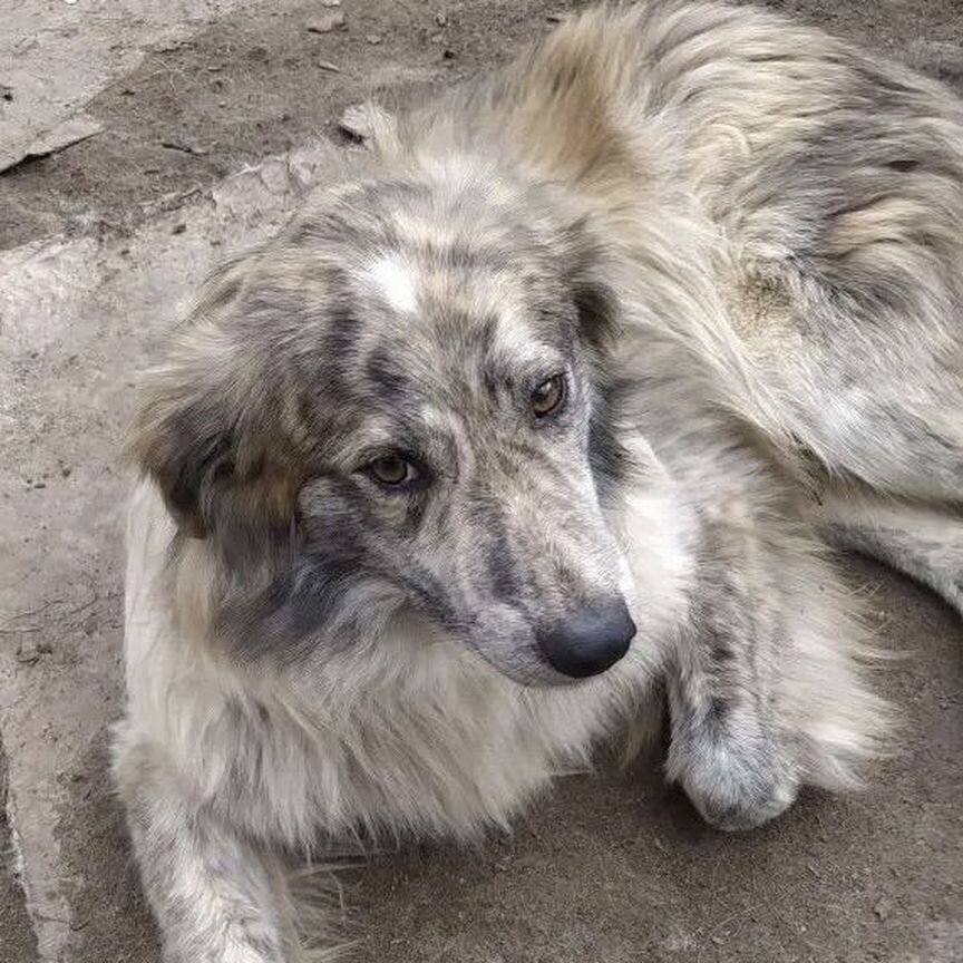 Бордер-колли, взрослый пёс