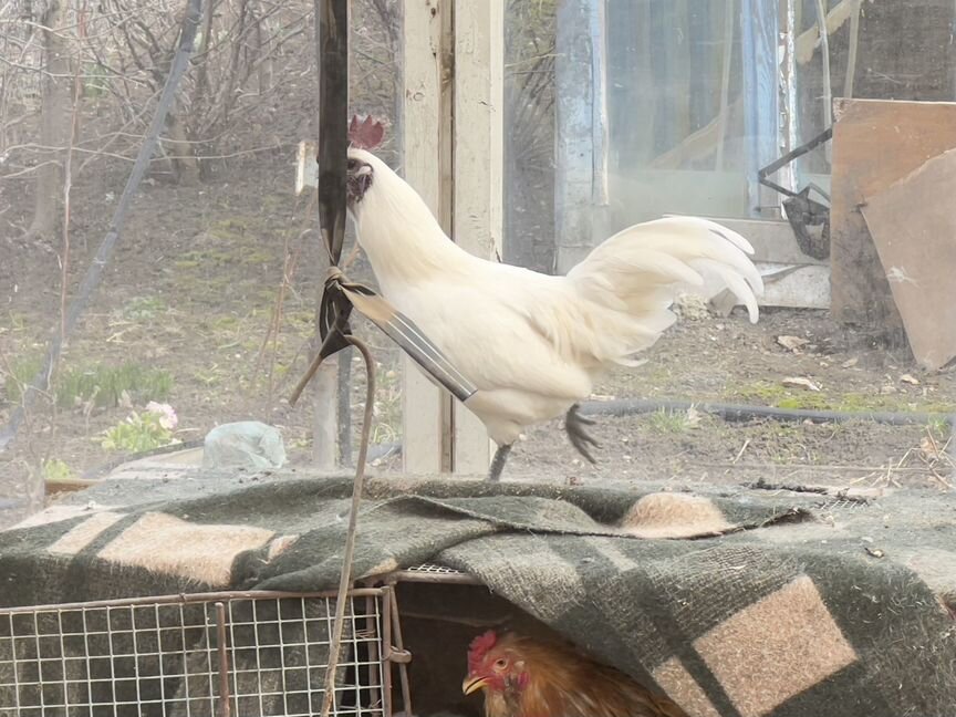 Китайские куры