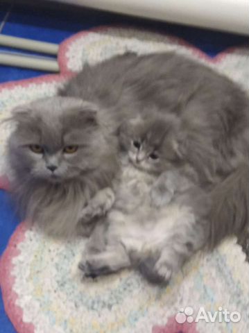 Шотландские вислоухие котята