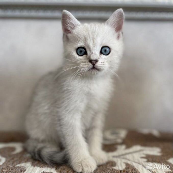Шотланский прямоухей котенок